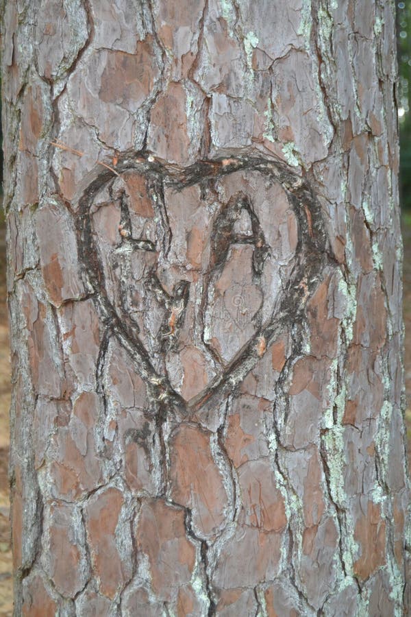 269 Carved Initials Tree Stock Photos - Free & Royalty-Free Stock ...