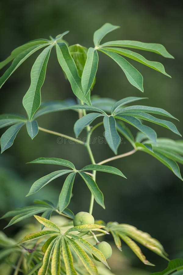 Cassava, Also Called Manioc, Yuca, Balinghoy, Mogo, Mandioca, Kamoteng ...