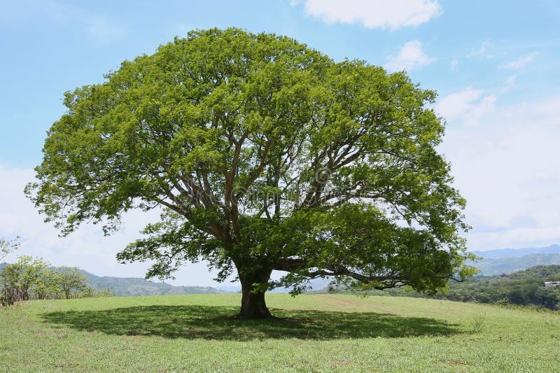 Tree Casting Shadow stock image. Image of color, branches - 19295051