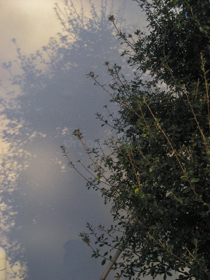 Tree Casting Shadow on Wall, Japan Stock Photo - Image of japan, season ...