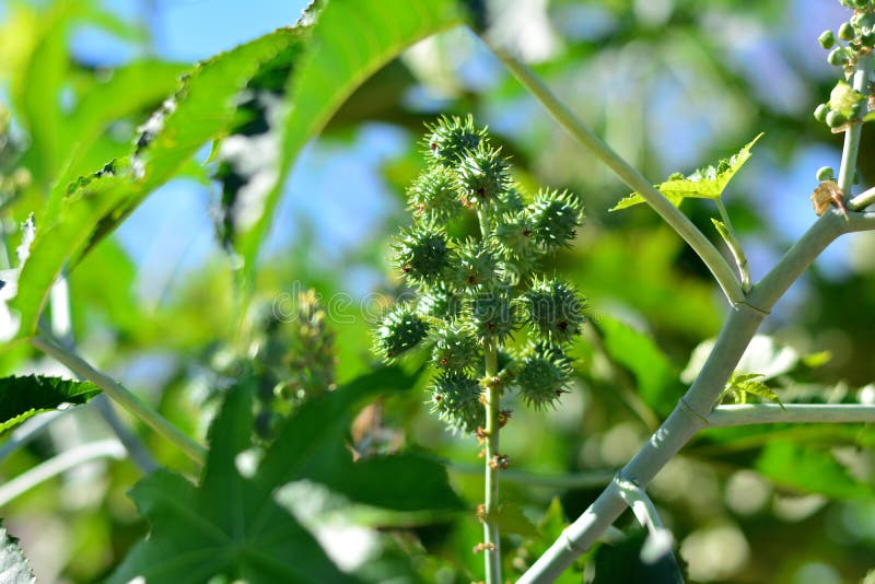 Tree castor stock photo. Image of tree, vegetation, castor - 74573756