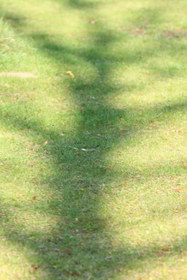 The Tree Casts a Shadow on the Grass Stock Photo - Image of grassland, nature: 265047324