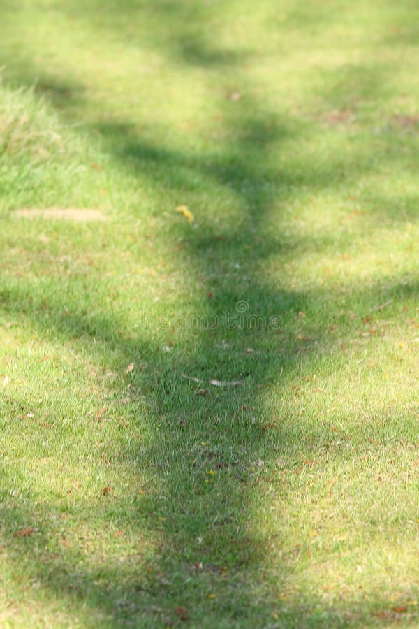 The Tree Casts a Shadow on the Grass Stock Photo - Image of plant ...