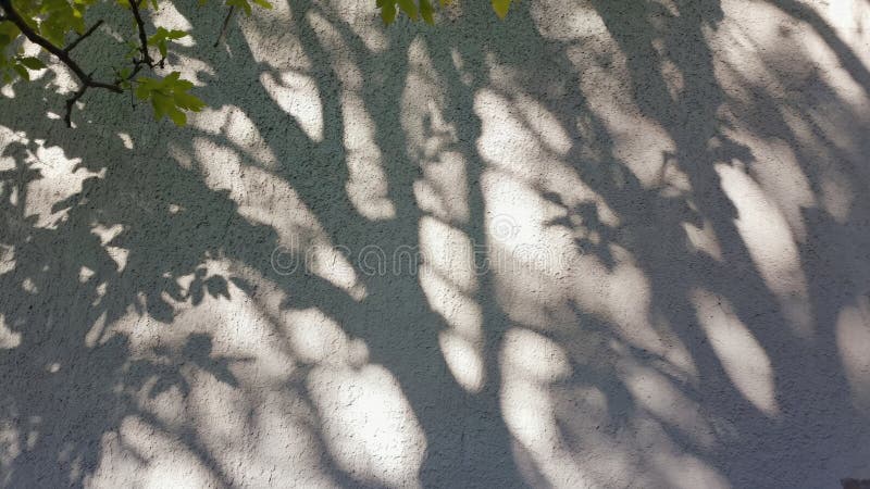 A Tree Casts a Shadow on a Wall Stock Photo - Image of pattern, texture ...