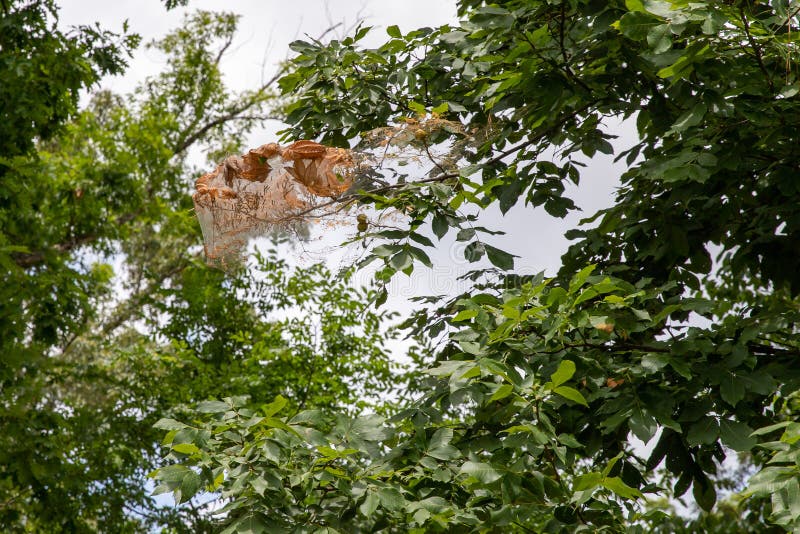 Tree with Caterpillar Web on Leaves Stock Photo - Image of garden ...