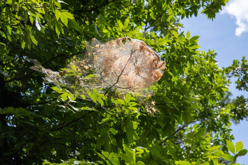 Tree with Caterpillar Web on Leaves Stock Image - Image of branch ...
