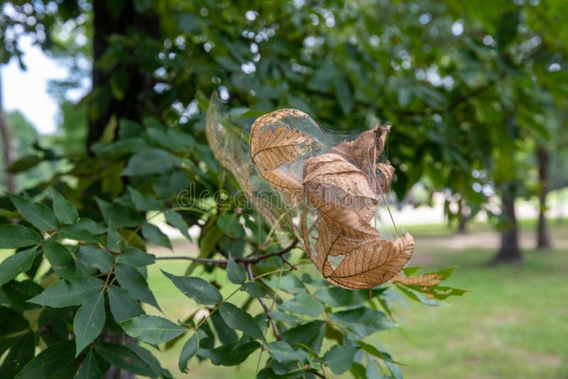 Tree with Caterpillar Web on Leaves Stock Image - Image of branch ...