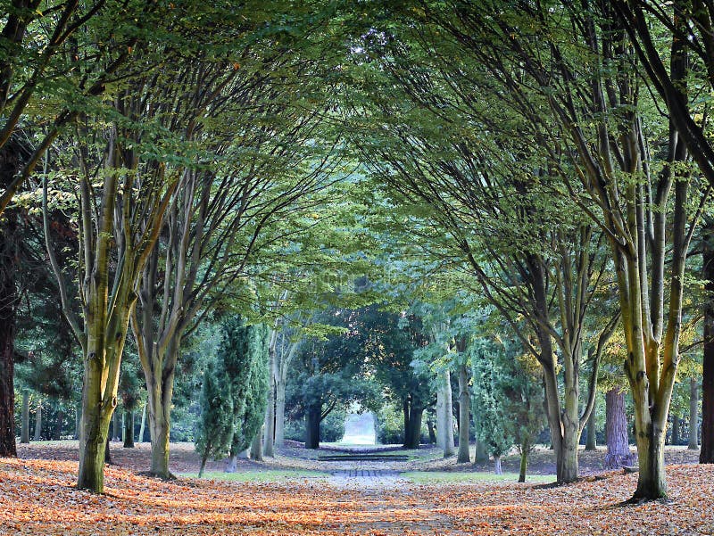 Tree Cathedral the Knave stock image. Image of green - 47595473