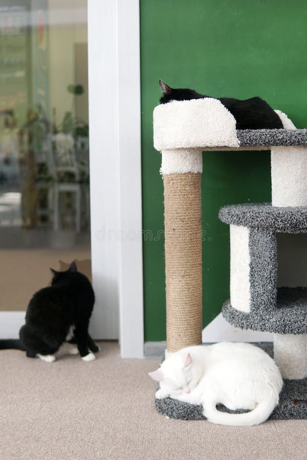 Tree Cats Sitting on the Cat Center or on the Tower Stock Photo - Image ...