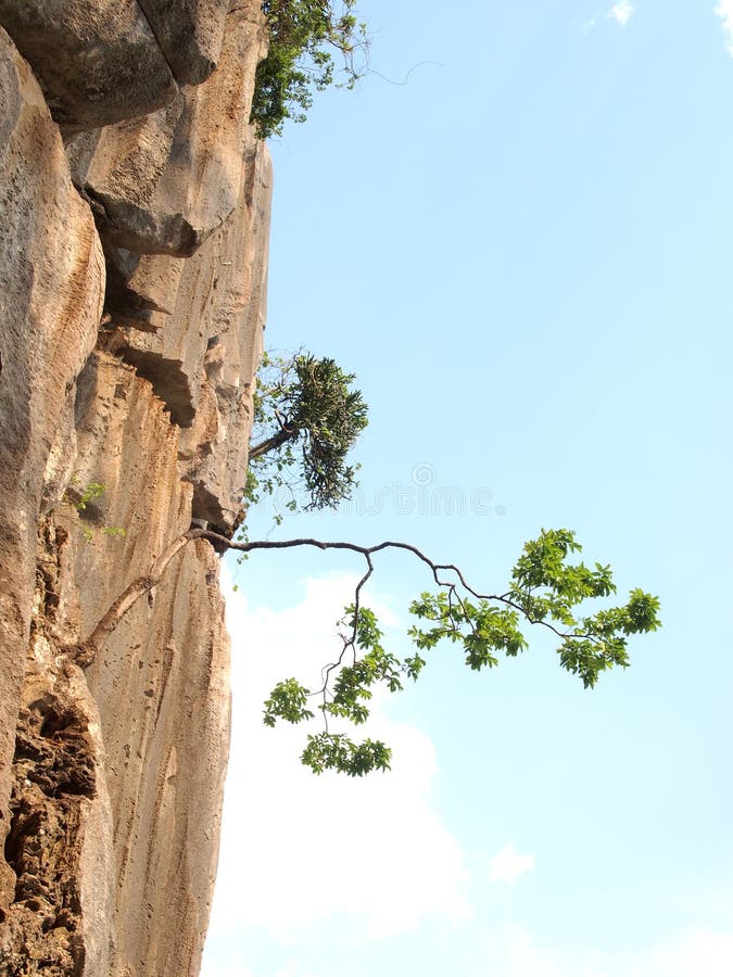 Tree in cave stock photo. Image of ancient, cave, adventure - 166438050
