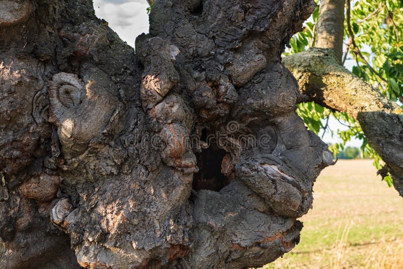 Tree Cave Old Cherry Stock Photos - Free & Royalty-Free Stock Photos ...