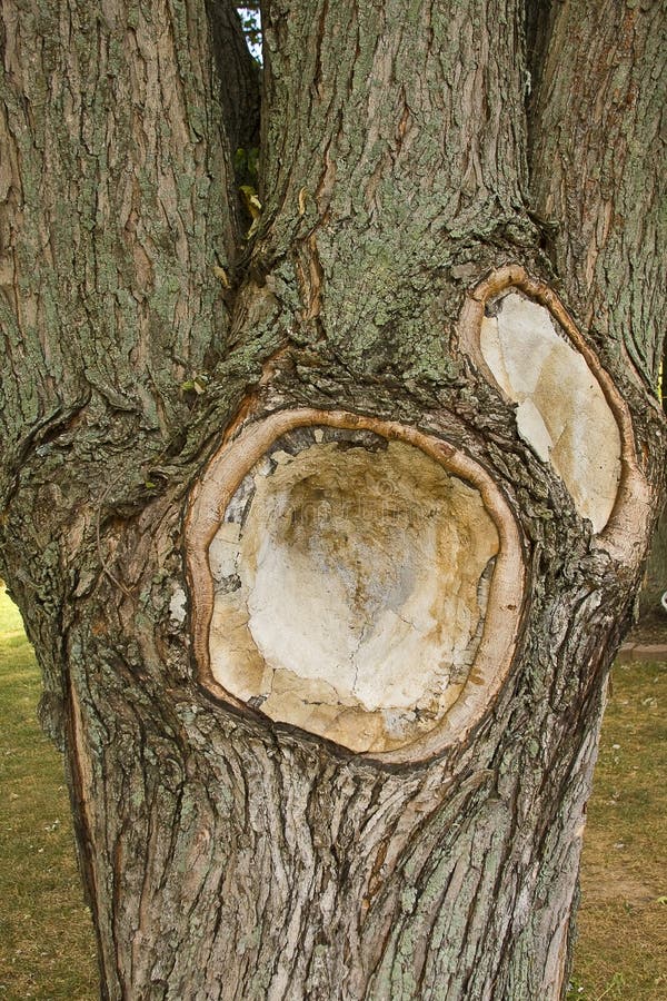 Tree Cavity stock image. Image of repair, bark, home - 15988263