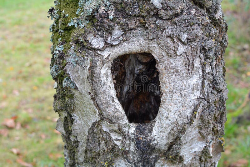 Tree Cavity, Close Up in Nature Stock Image - Image of green, cave ...