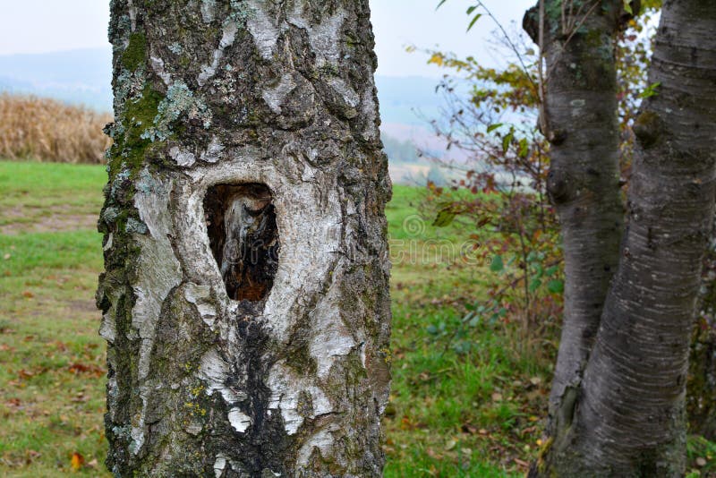 Tree Cavity, Close Up in Nature Stock Image - Image of green, cave ...