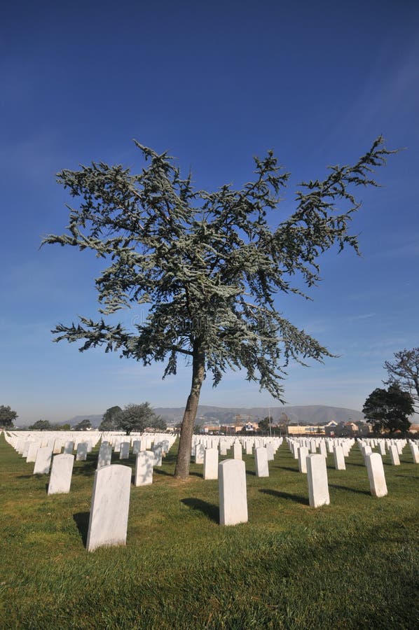Tree in a Cemetery with Lots of Gravestones Stock Photo - Image of ...