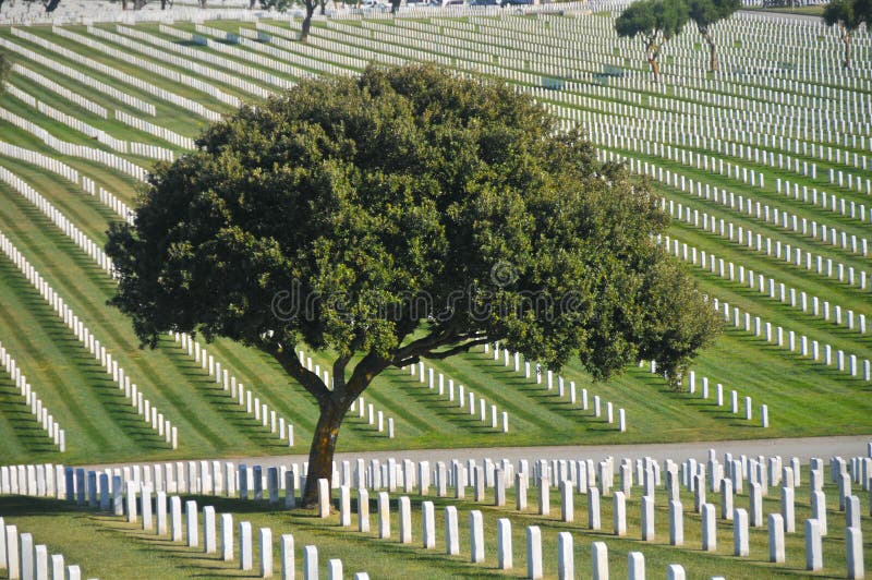 Tree in a Cemetery with Lots of Gravestones Stock Image - Image of tree ...