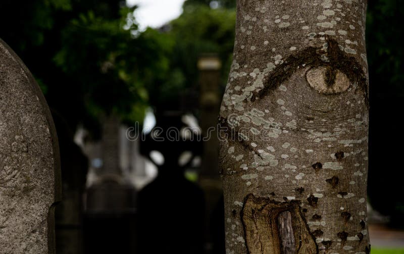 Tree in cemetery stock image. Image of grass, gravestone - 78244677