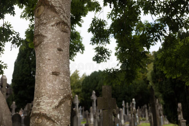 Tree in cemetery stock image. Image of stone, dead, creepy - 79966497