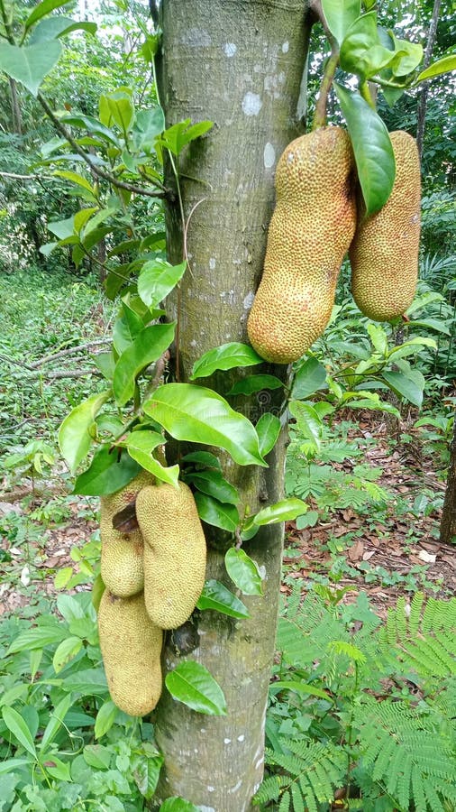 Tree cempedak on garden stock photo. Image of cempedak - 383406190