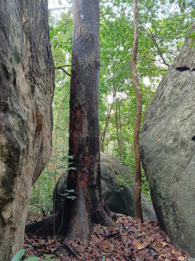 A Tree in Center of the Rock Under Forest Stock Image - Image of rock ...