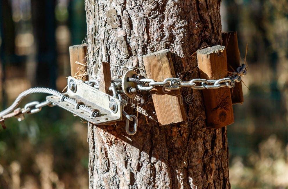 A Tree with a Chain Wrapped Around it Stock Photo - Image of vintage ...
