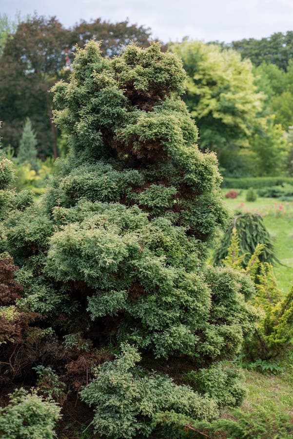 Tree Chamaecyparis Pisifera Stock Photo - Image of green, spring: 159840426