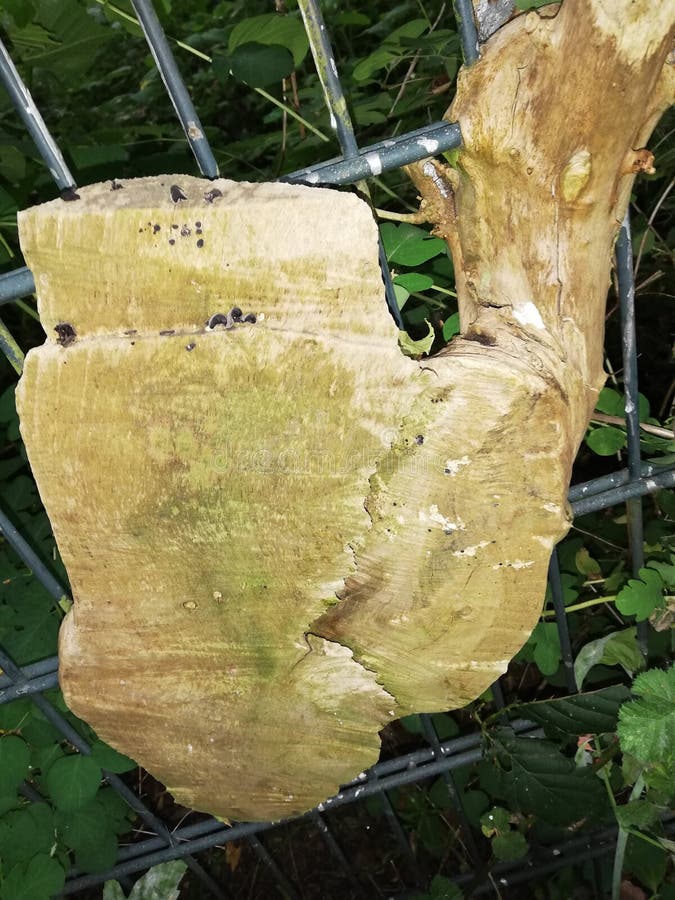 Tree of Chance stock photo. Image of carving, green - 183801834