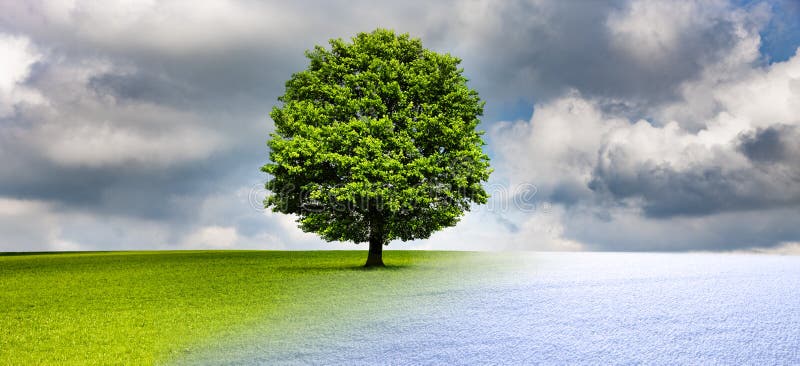 Tree in the Change of the Seasons Stock Photo - Image of cold ...