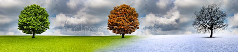 Beautiful Collage of 4 Seasons Different Pictures of an Apple Tree on ...