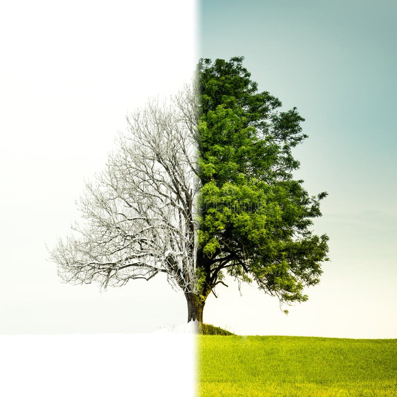 Tree Change from Winter To Summer Stock Photo - Image of landscape ...