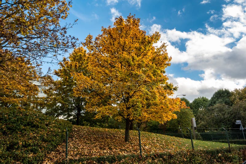 Tree Changing Colors stock image. Image of puffy, hillside - 91547669