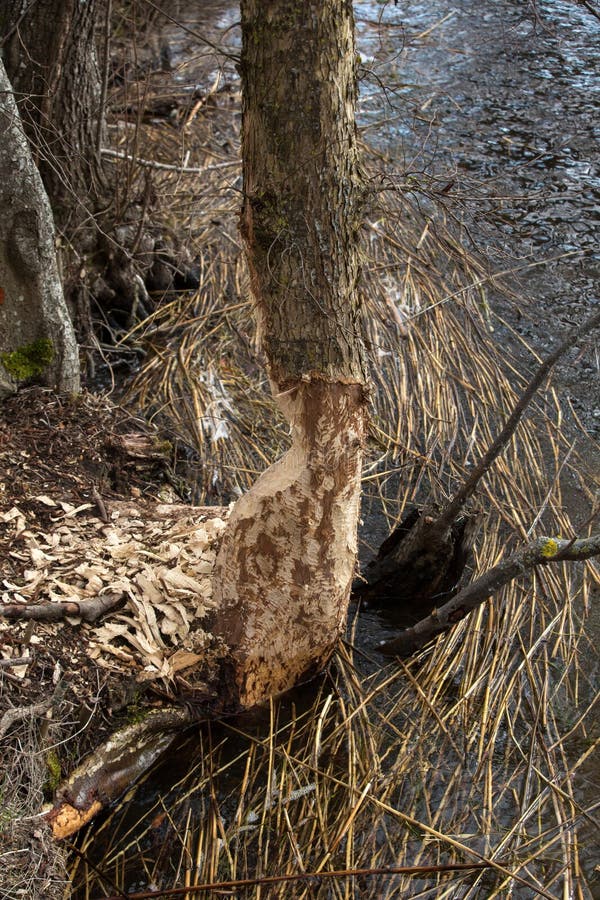 Beaver tracks on a tree stock image. Image of wetland - 373502077