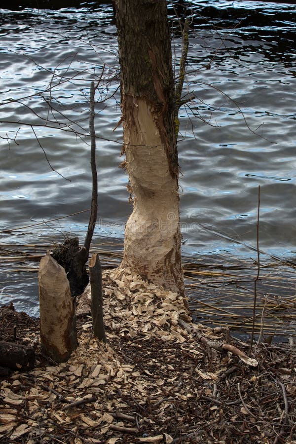 Beaver tracks on a tree stock image. Image of chips - 373502123