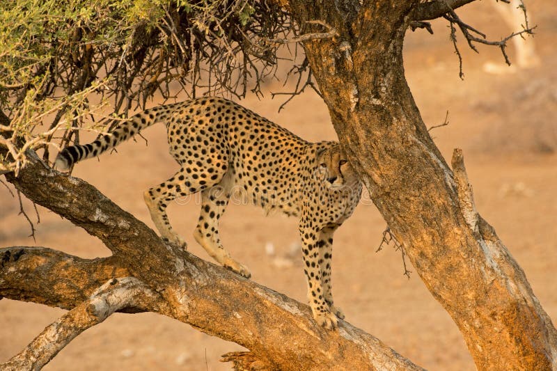 Tree Cheetah stock photo. Image of gold, africanwildlife - 98126794