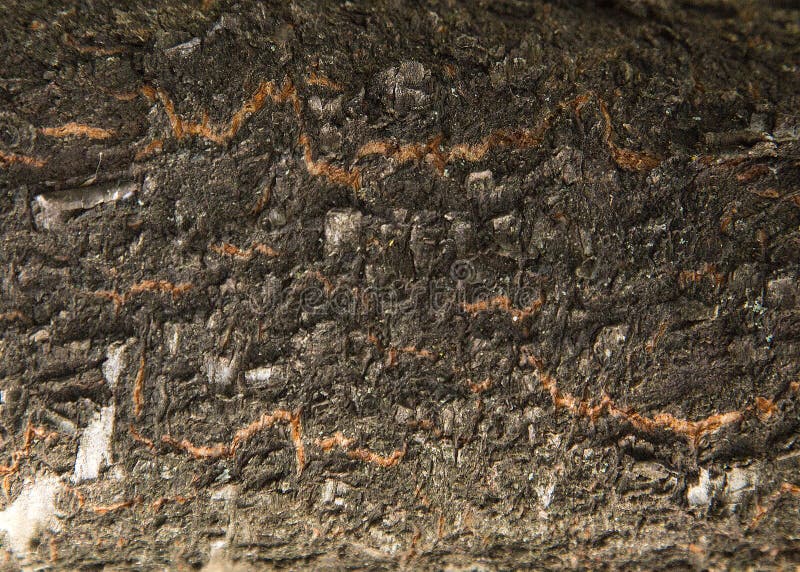 Tree of Cherry, Bark Tree, Texture Stock Photo - Image of materials ...