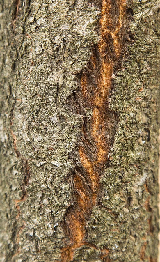 Tree of Cherry, Bark Tree, Texture Stock Photo - Image of materials ...