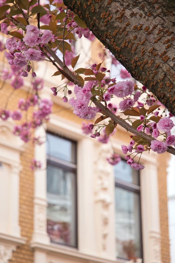 Tree with Cherry Blossoms in Front of Building Stock Image - Image of ...
