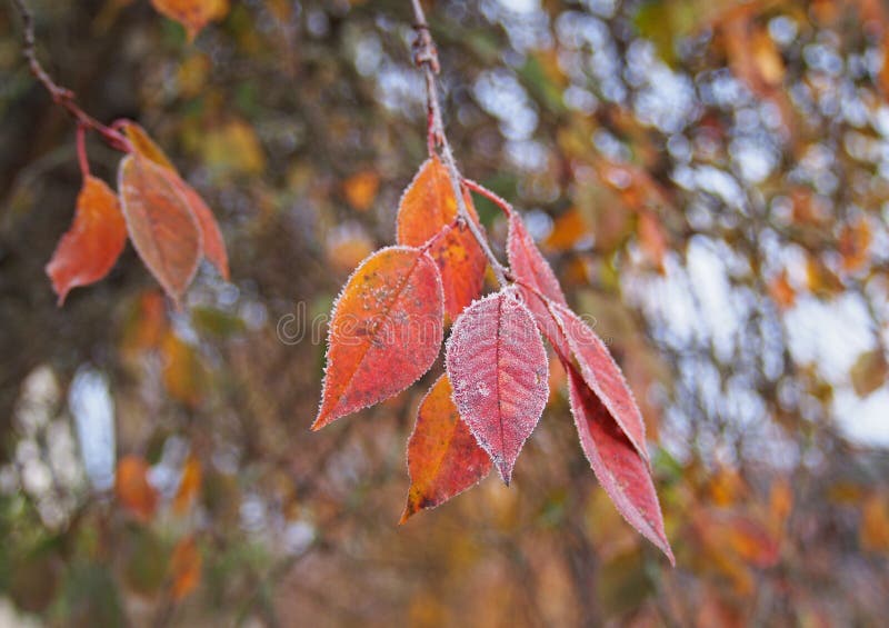 Tree Cherry Foliage in Hoarfrost Stock Image - Image of autumn, cherry ...