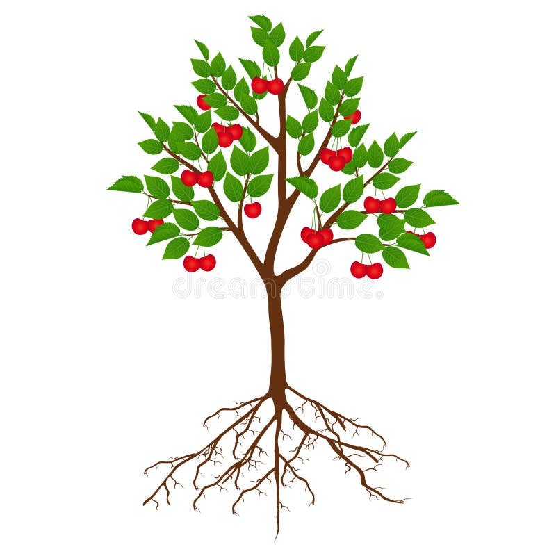 Apple Tree With Roots Drawing