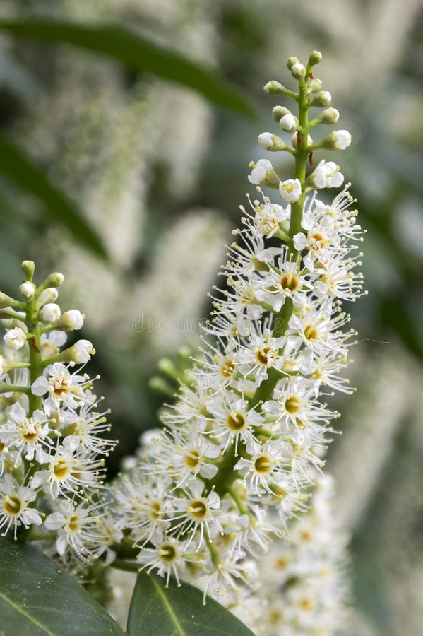 Tree of Cherry Laurel in Bloom, Flowers and Leaves Stock Photo - Image ...