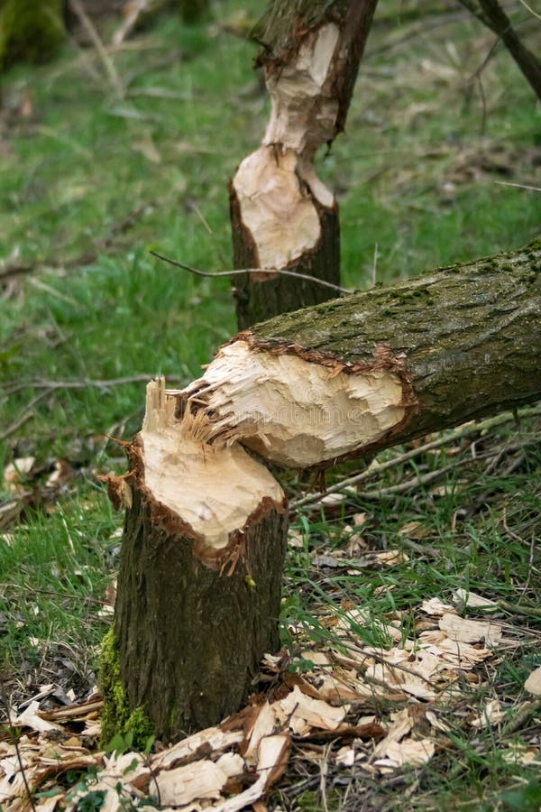 Chew down tree stock image. Image of fell, biesbosch - 244757905