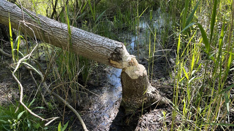 A Tree Chewed by a Beaver. Fallen Tree by Beaver Stock Image - Image of ...