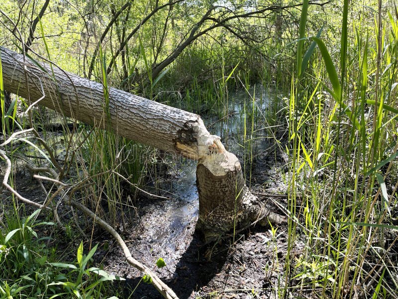 A Tree Chewed by a Beaver. Fallen Tree by Beaver Stock Image - Image of ...
