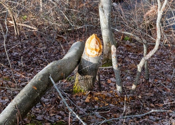 Tree Chewed by Beaver in Forest Stock Photo - Image of mammal, stump ...