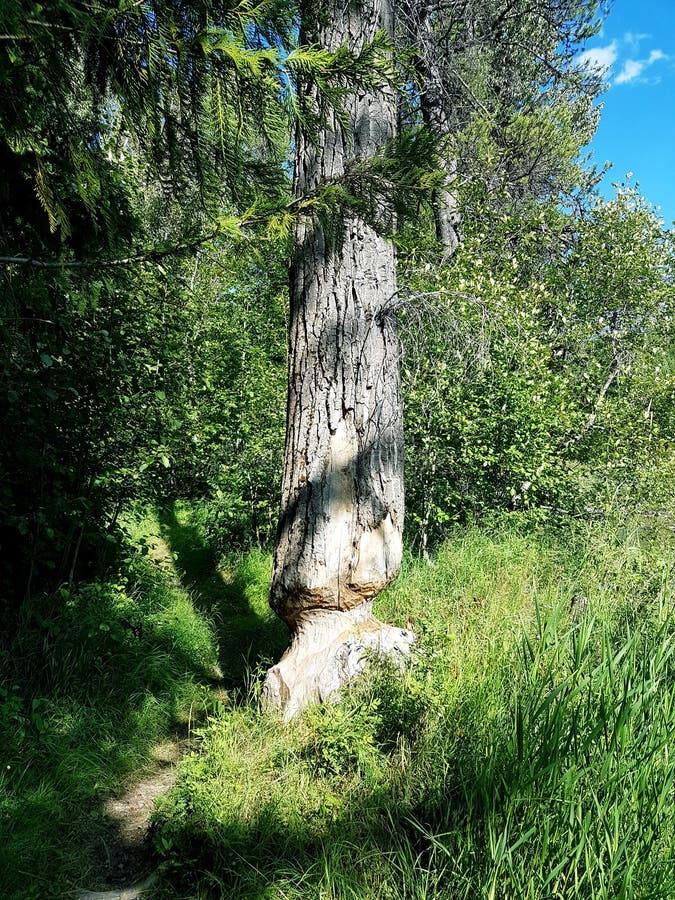 Tree Chewed and Felled by Beaver Stock Image - Image of forest, closeup ...