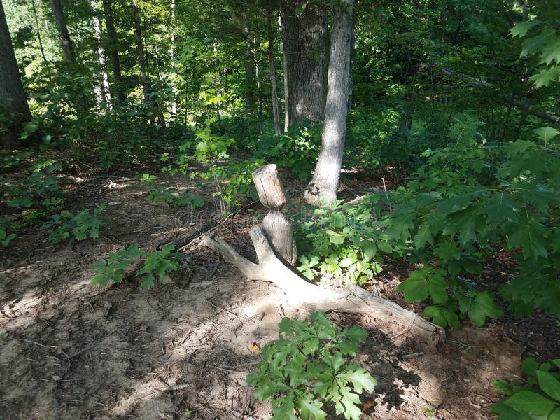 Tree Chewed and Felled by Beaver Stock Image - Image of forest, closeup ...