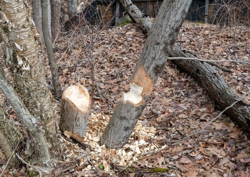 Tree chewed by beaver stock photo. Image of geology - 270708356