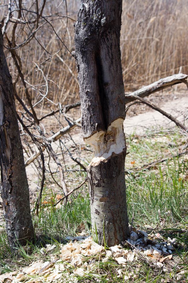Tree Chewed and Felled by Beaver Stock Image - Image of forest, closeup ...