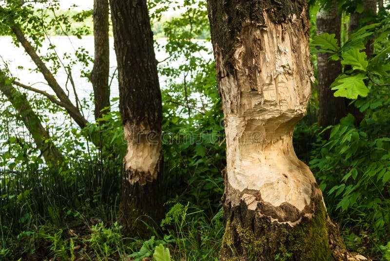 Tree Chewed and Felled by Beaver Stock Image - Image of forest, closeup ...