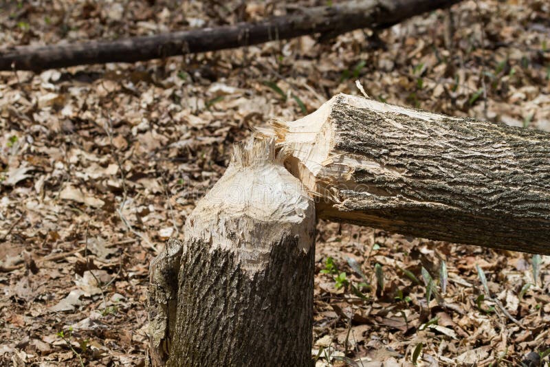 A Tree that Chewed through and Fallen by a Beaver Stock Image - Image ...